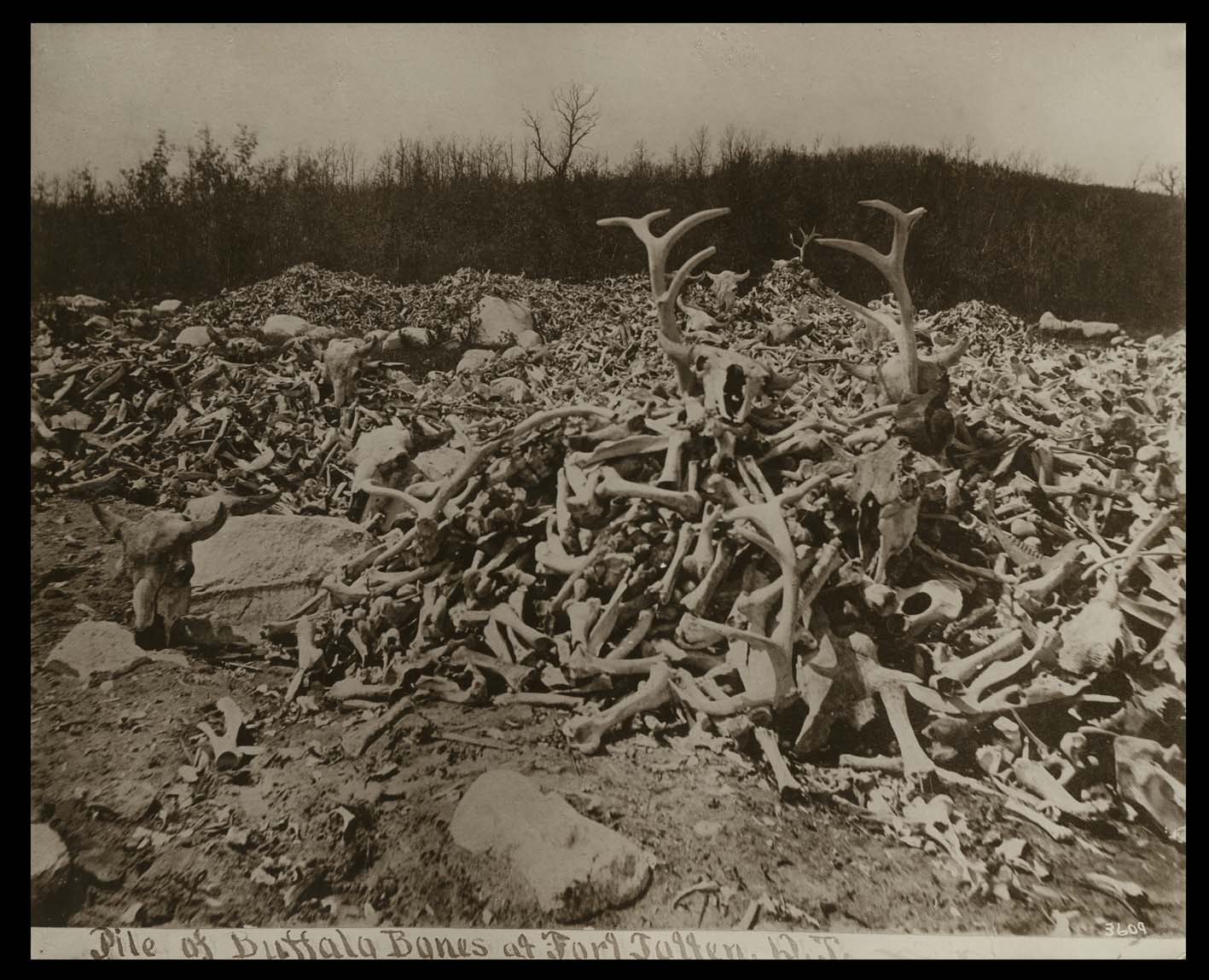 Stacks Of Buffalo Bones
